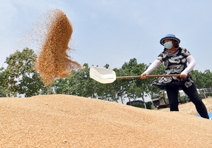 China Reaps Bumper 2020 Harvest With Grain Output Up 0 9 Pct Beijing